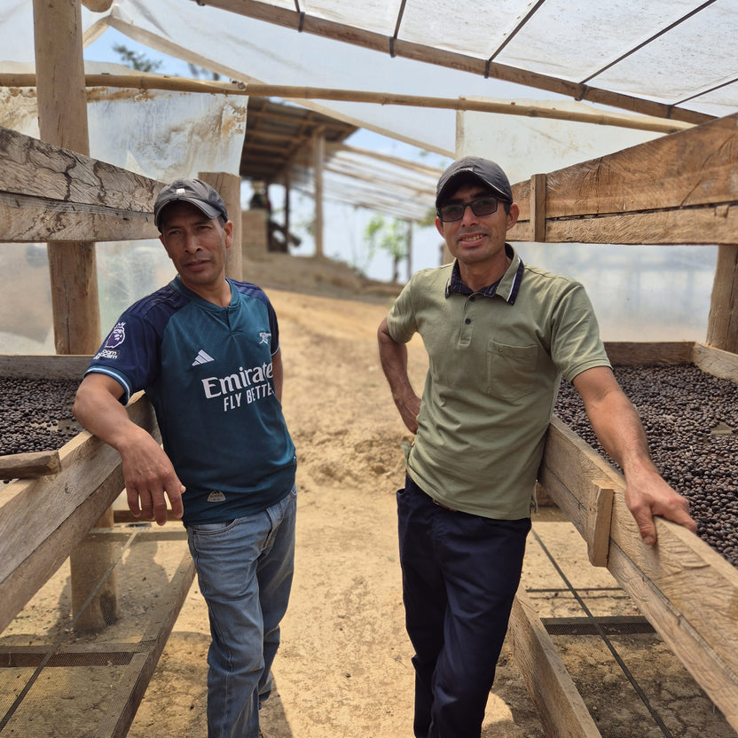 El Palto Geisha | Speciality Peruvian Coffee Beans | Rounton Coffee